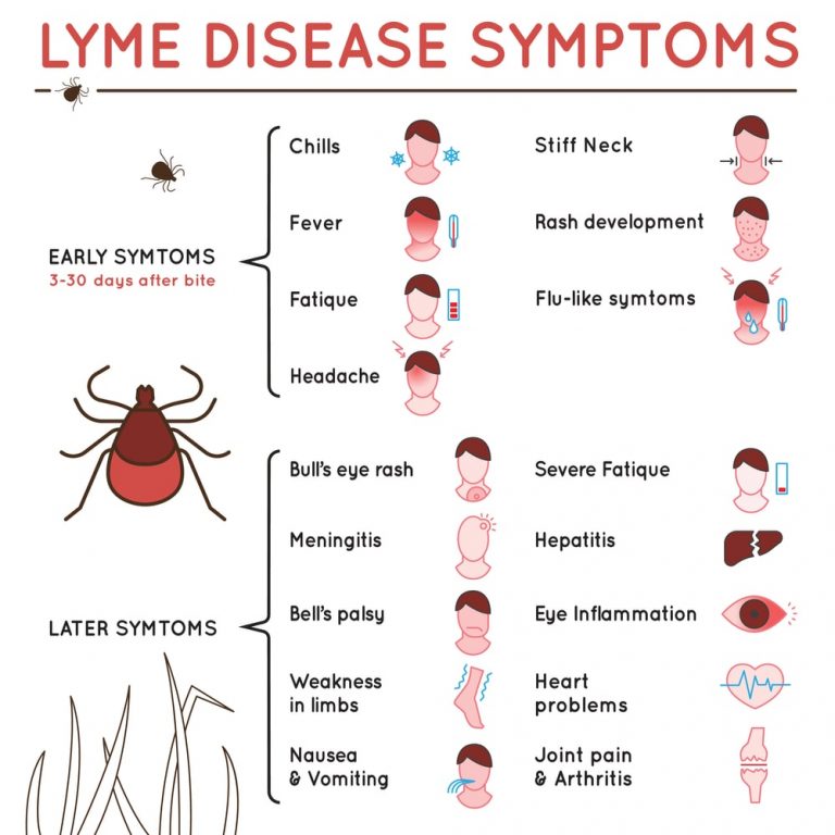 Can Lyme Disease Be Cured? - Know More In Details